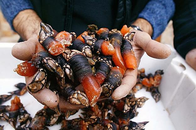The shellfish that costs lives | Sur in English