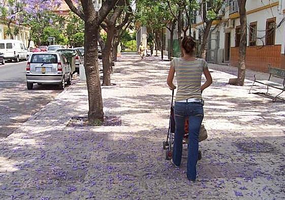 Jacarandas, as beneficial and beautiful as they are messy | Sur in English