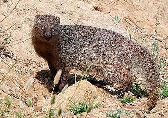 Hunting of mongoose to be allowed in south of Spain if damage to farms ...