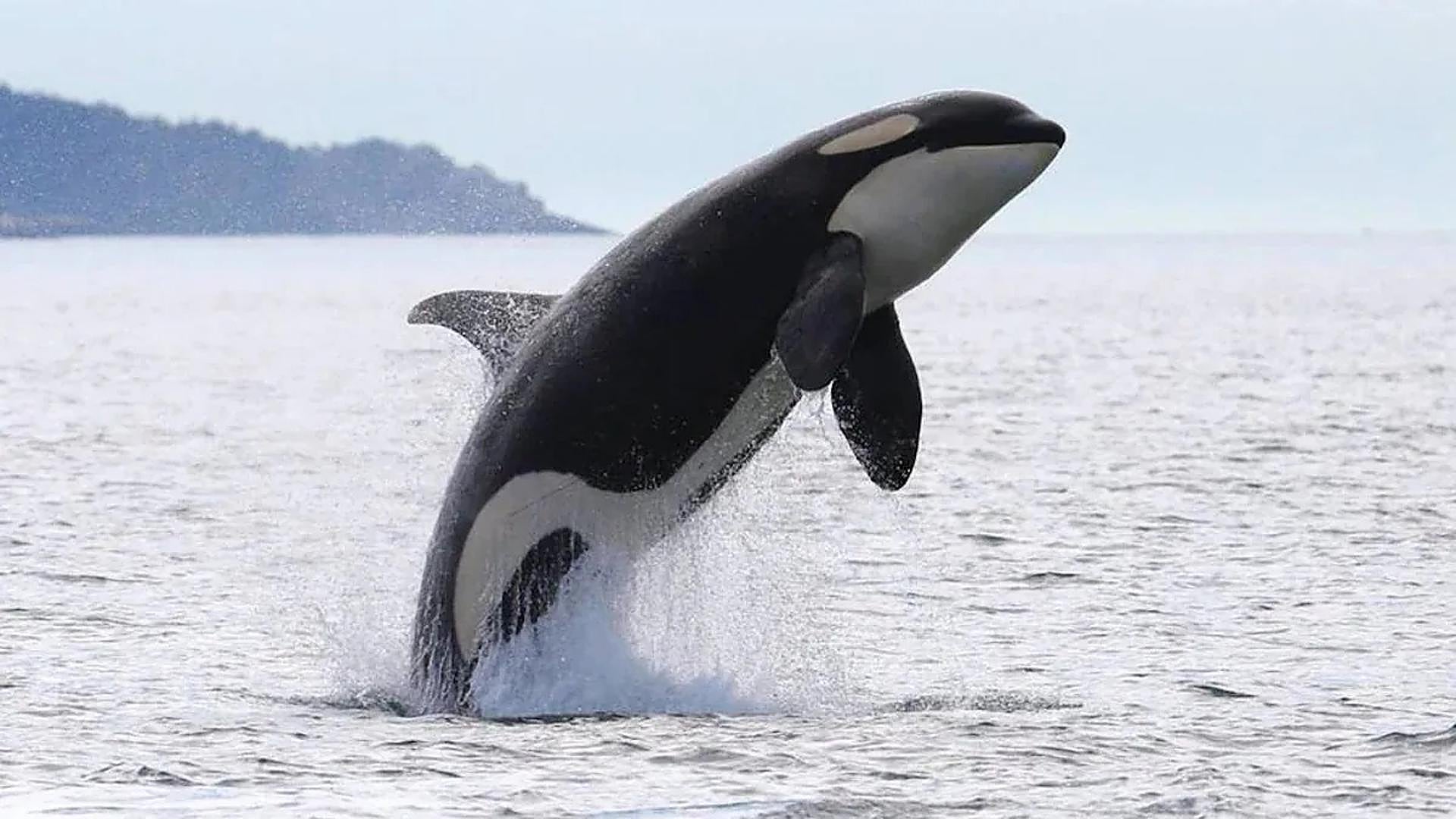 Iberian orcas strike again in the Strait of Gibraltar, sinking a 15 ...