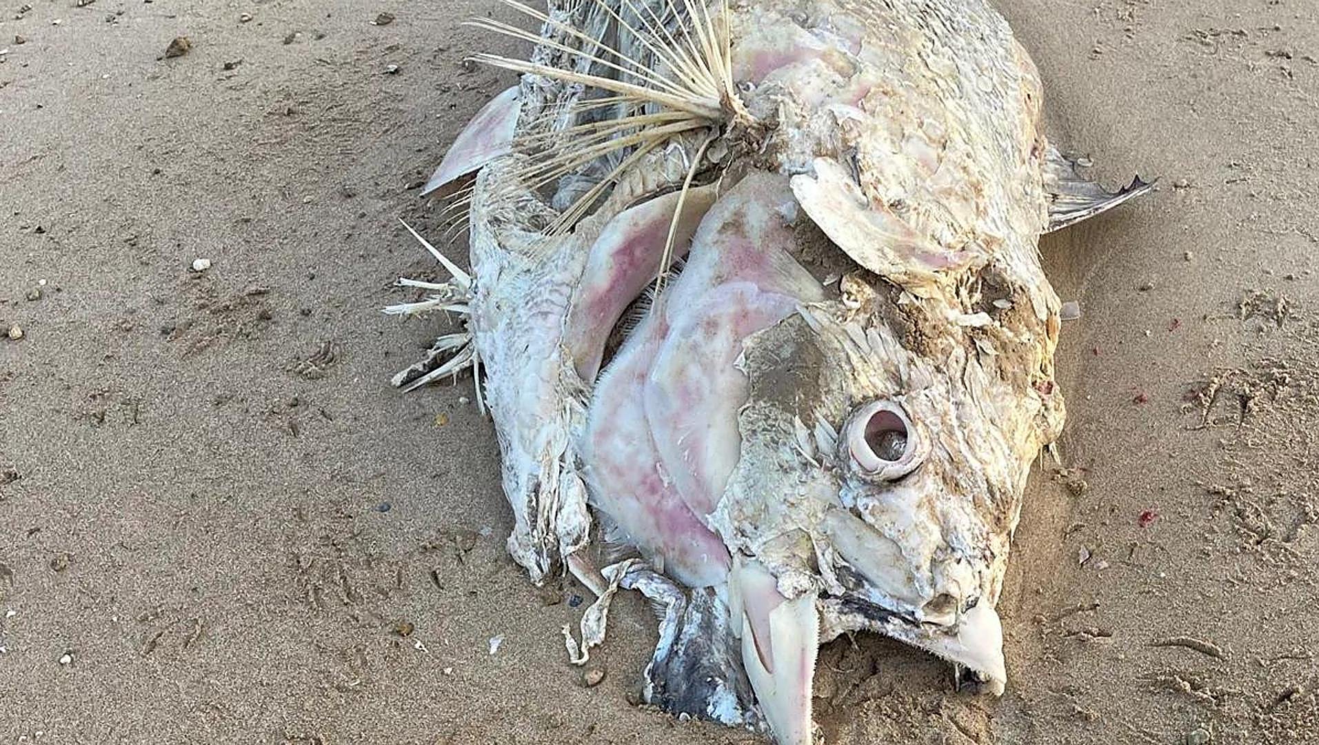 Why are dead tuna fish washing up on the beaches of Cadiz? | Sur in English