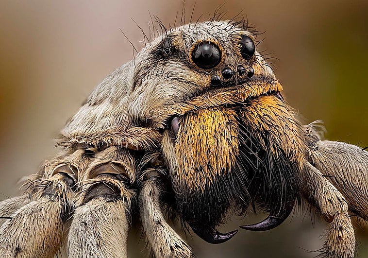 The award-winning monstrous images of insects taken by a Malaga ...