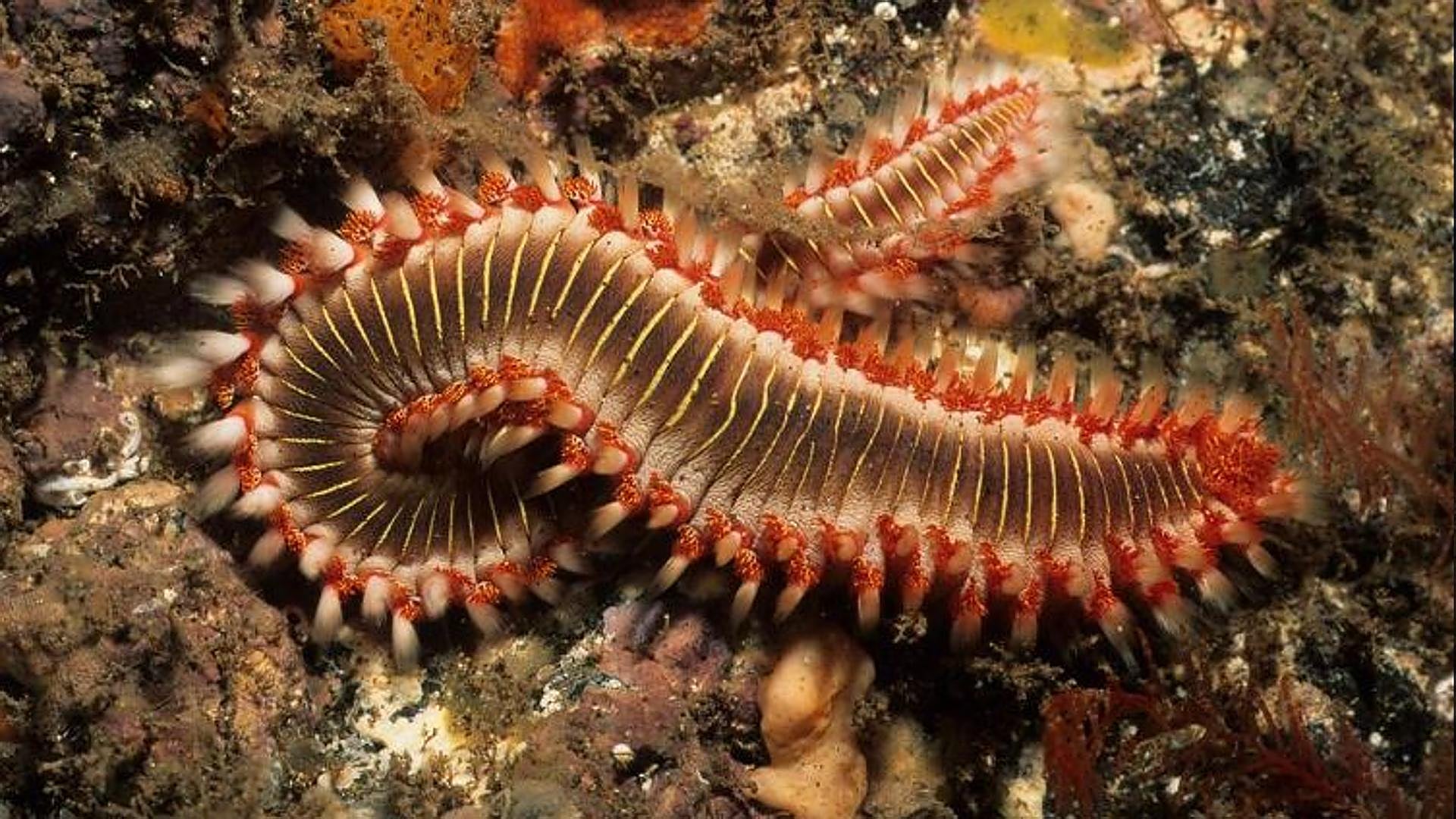 Increasing numbers of fireworms pose a new threat on Spanish beaches ...