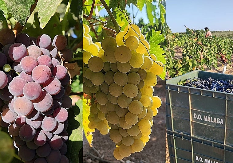 Doradilla and Romé: little-known grape varieties local to Malaga | Sur ...