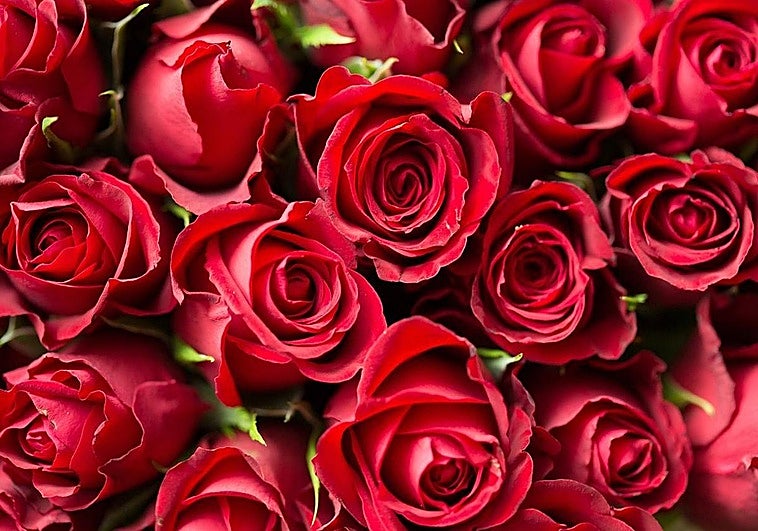 A red rose: the Victorian symbol of undying love | Sur in English