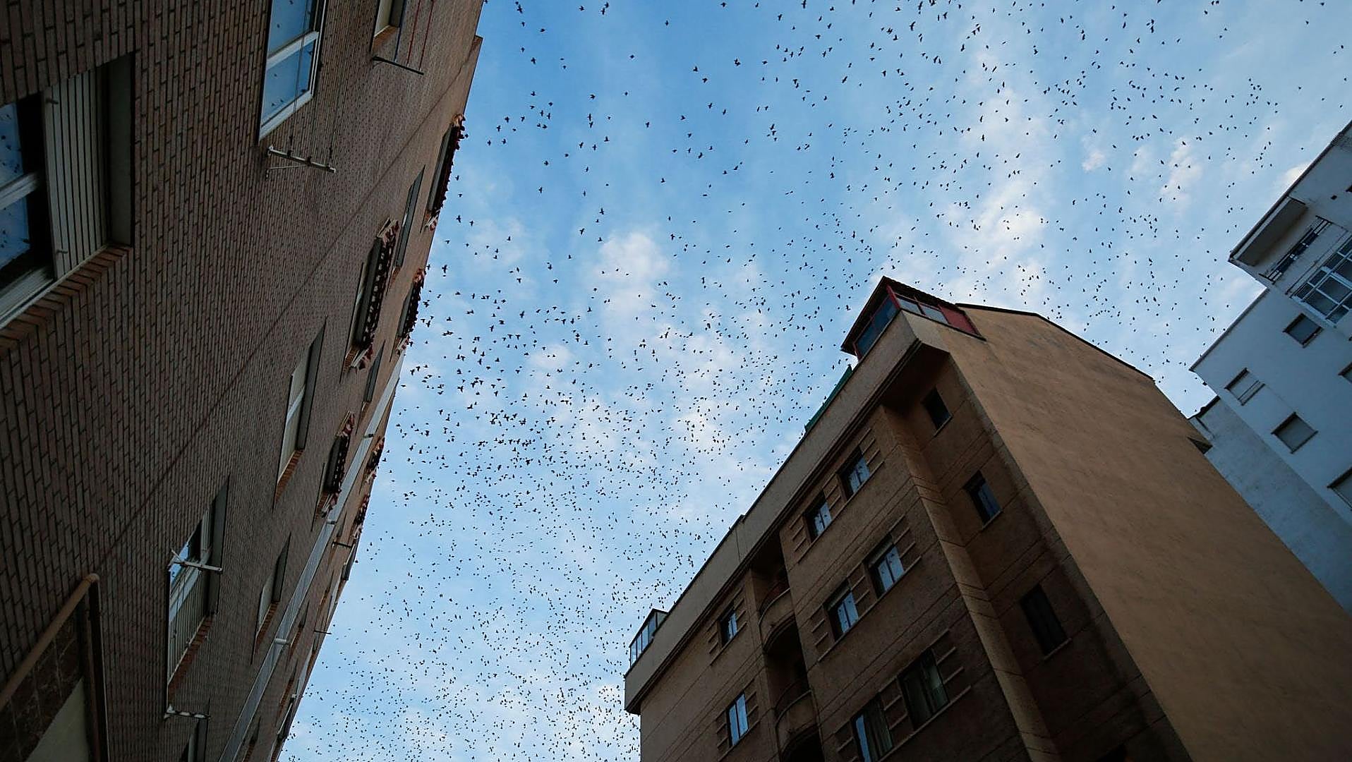 The historic Spanish city where starlings are ruling the roost | Sur in ...
