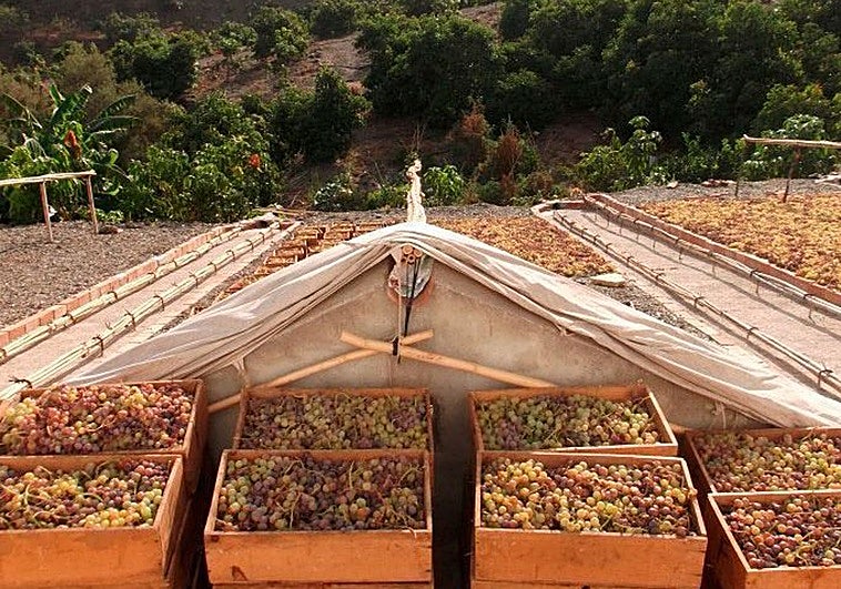 Malaga province's muscatel raisins 'in danger of disappearing' after ...