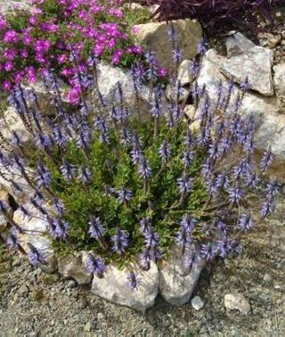 The scaredy-cat plant | Sur in English