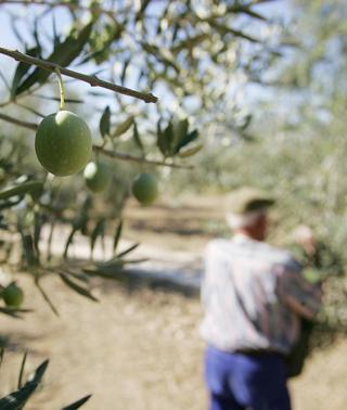 A guiri's guide to extra virgin olive oil | Sur in English