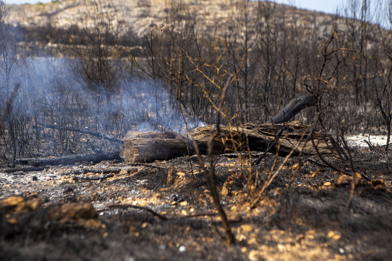 Un detenido en Elda por provocar un incendio forestal en el paraje Bateig | TodoAlicante