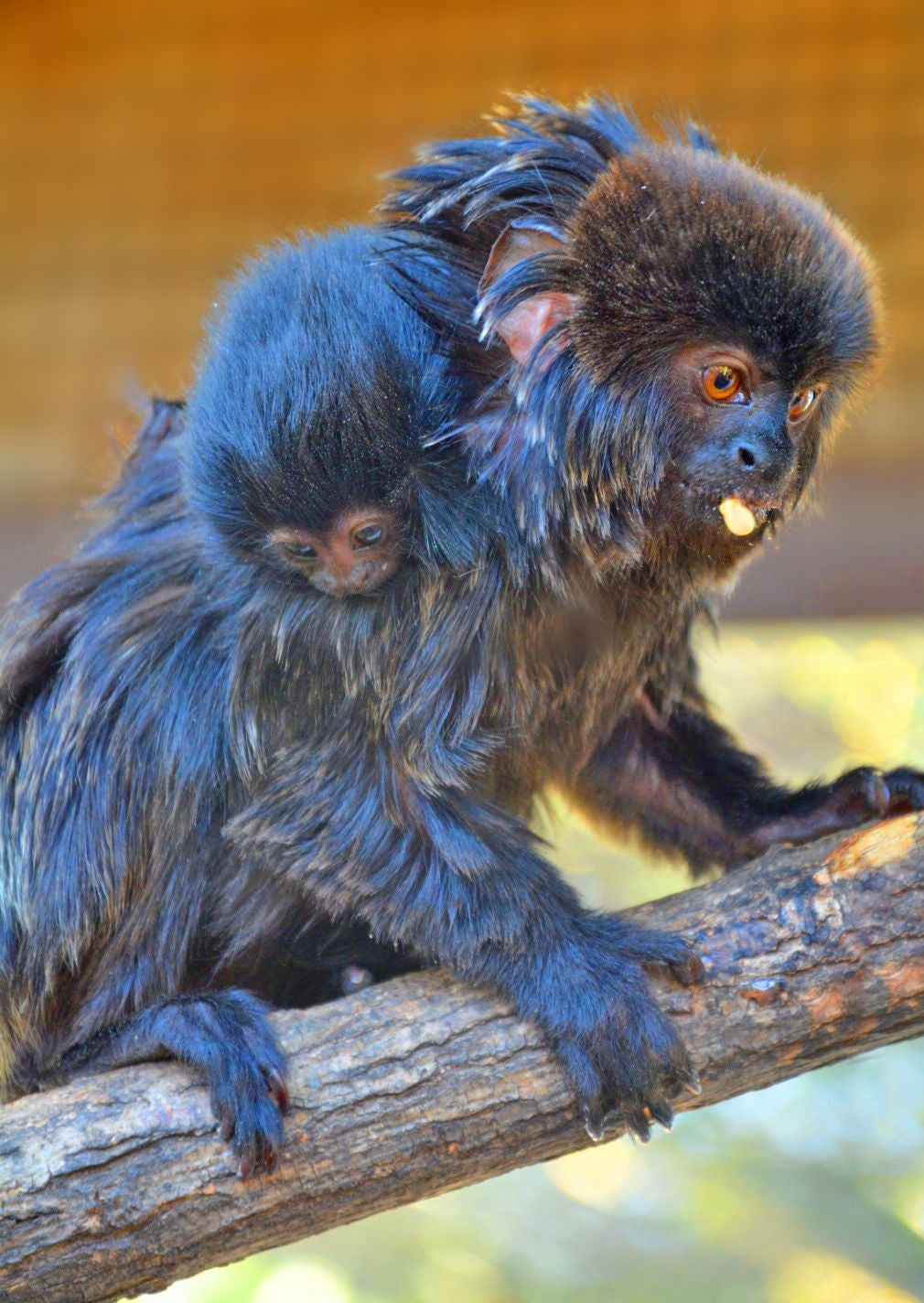 A Goeldi's Tamarin Baby, Last Birth of the Year at Terra Natura ...