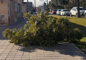 Alicante advises staying indoors due to strong wind gusts | TodoAlicante