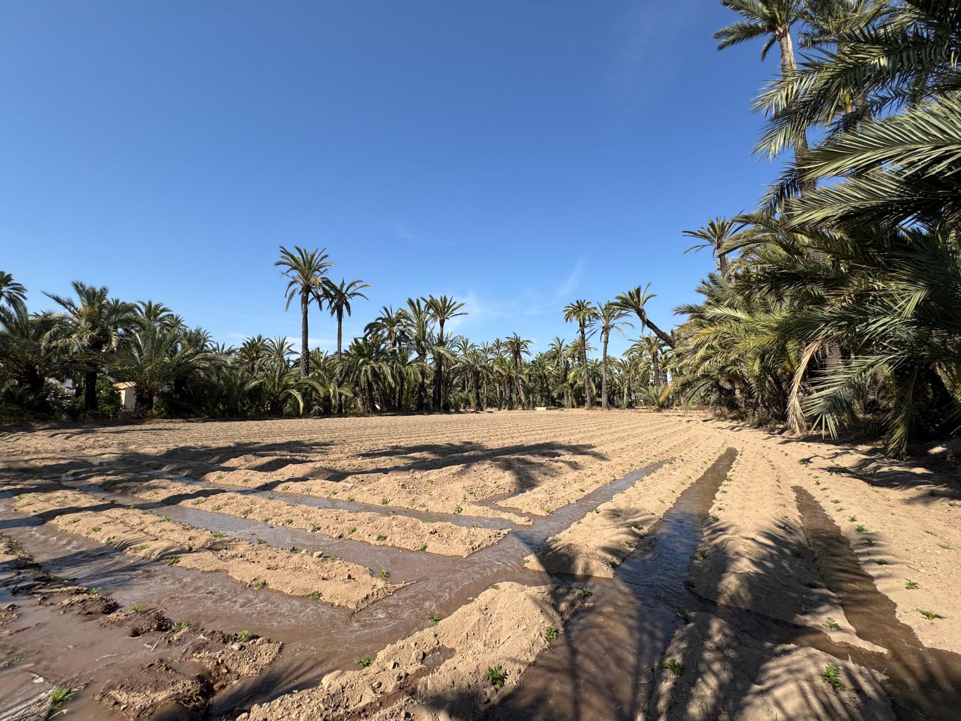 Elche Plants 25,000 Tagetes to Adorn its August Flower Battle ...